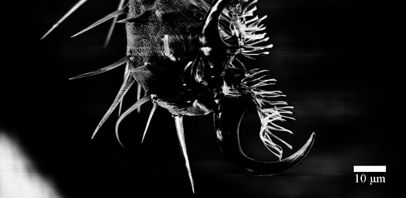 Under the Microscope: Small things, big thinking | Department of ...