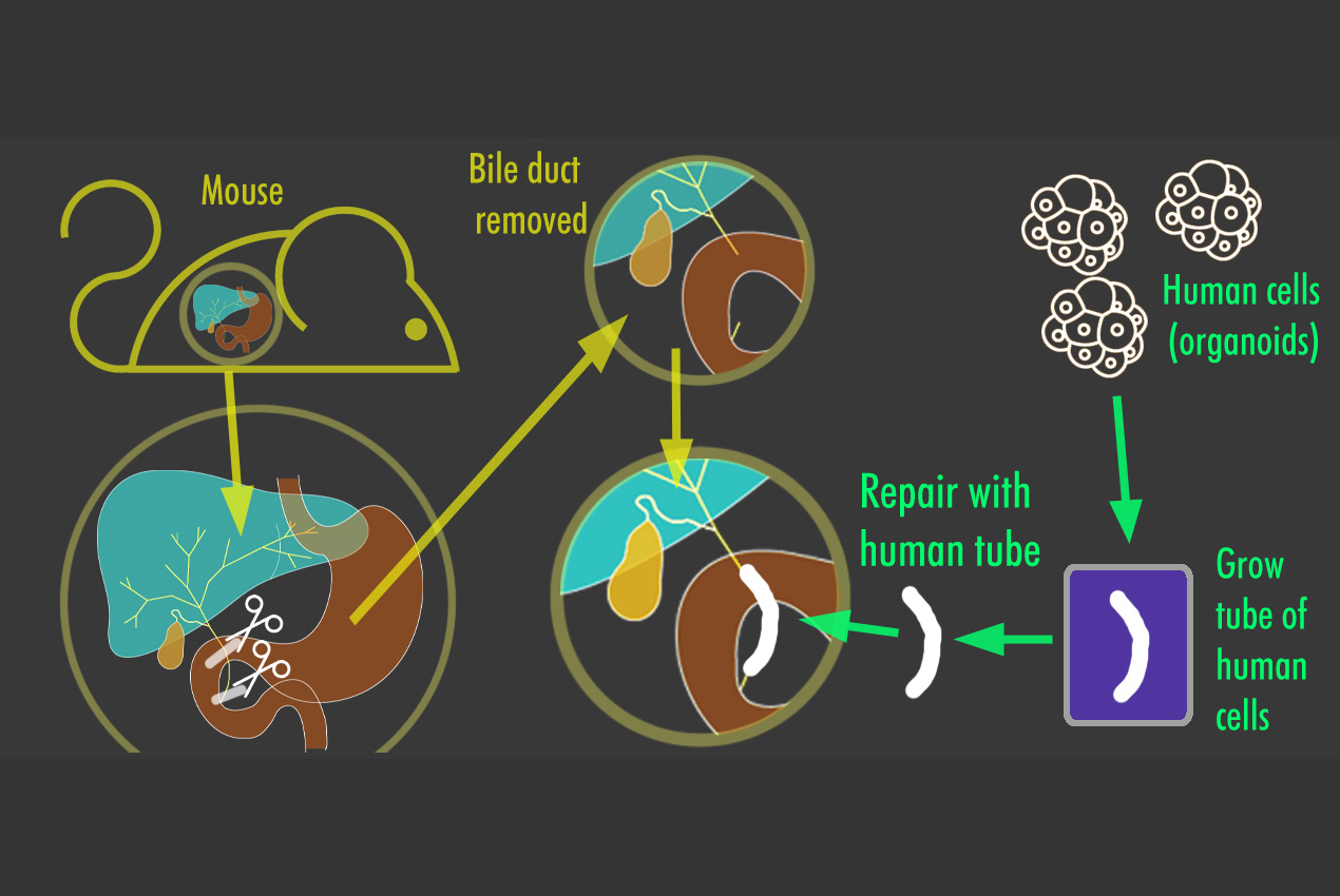 Interdisciplinary Award for Engineering and Medicine to create the ...