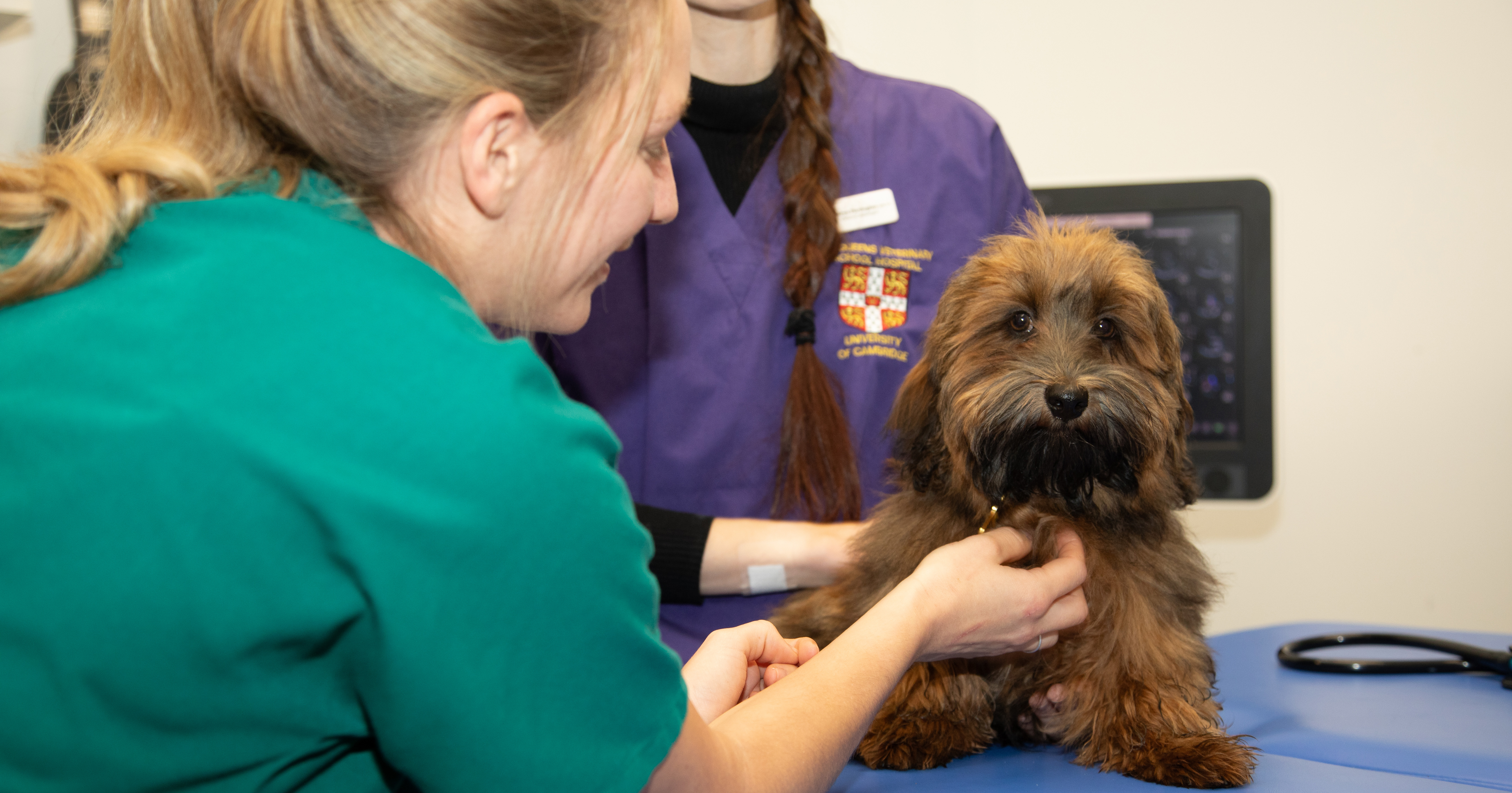 AI algorithm accurately detects heart disease in dogs | Department of ...
