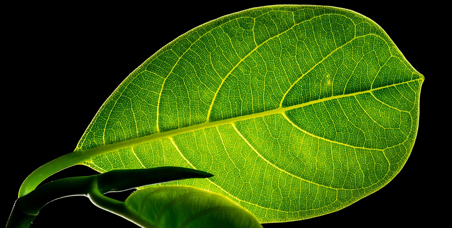 Leaf vein structure could hold key to extending battery life ...